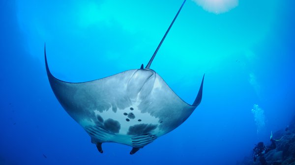 In a First, Scientists Discover Oceanic Manta Ray Nursery | NOVA | PBS