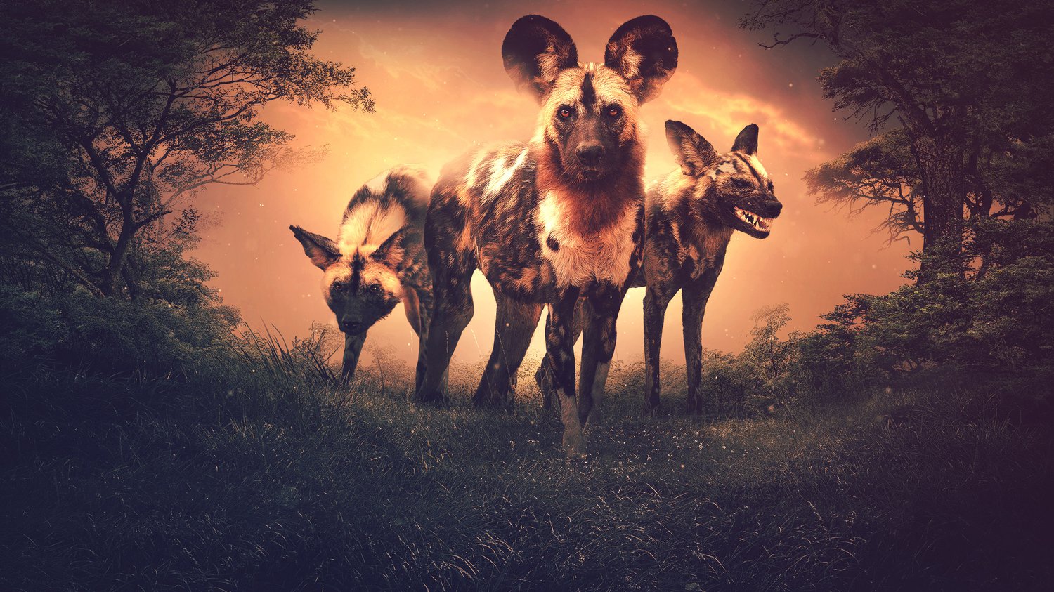 Is Fear Contagious? | NOVA | PBS