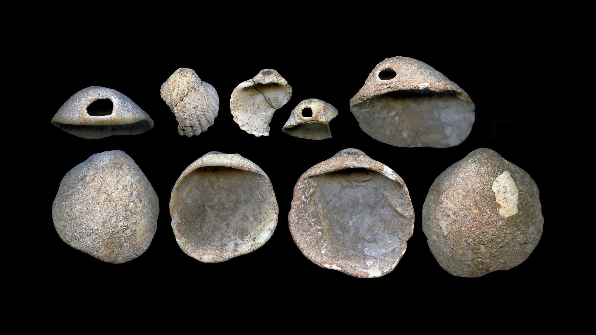 Reconstructed Rib Cage Offers Clues to How Neanderthals Breathed and ...