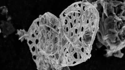 Meet Cambroraster falcatus , the sediment-sifting ‘Roomba’ of the ...