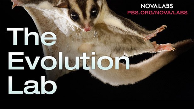 NOVA's Evolution Lab: Adventures in the Tree of Life | NOVA | PBS