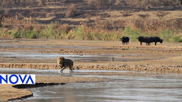 Ocean Invaders | NOVA | PBS