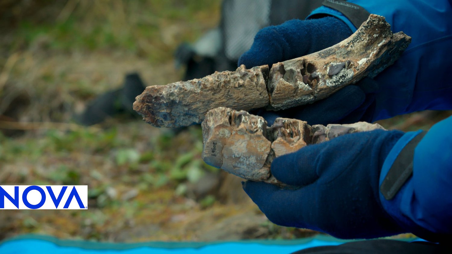 NOVA Resources for At-Home Learning | NOVA | PBS