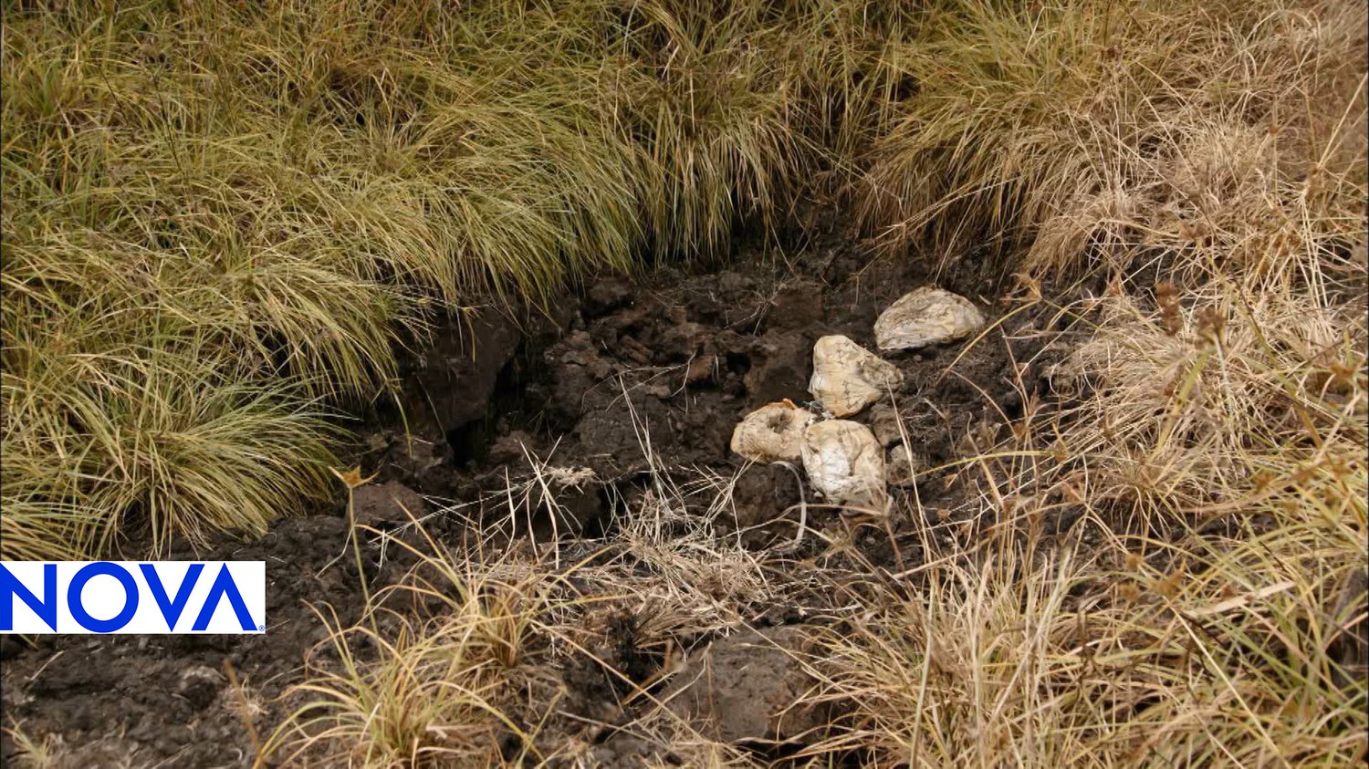 Why Tonga’s volcanic eruption was so destructive | NOVA | PBS