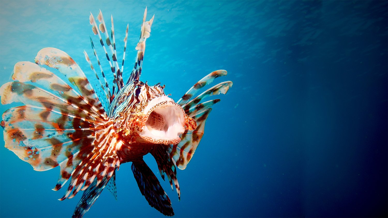 Divers Hunt Venomous Fish Invading Our Oceans | NOVA | PBS