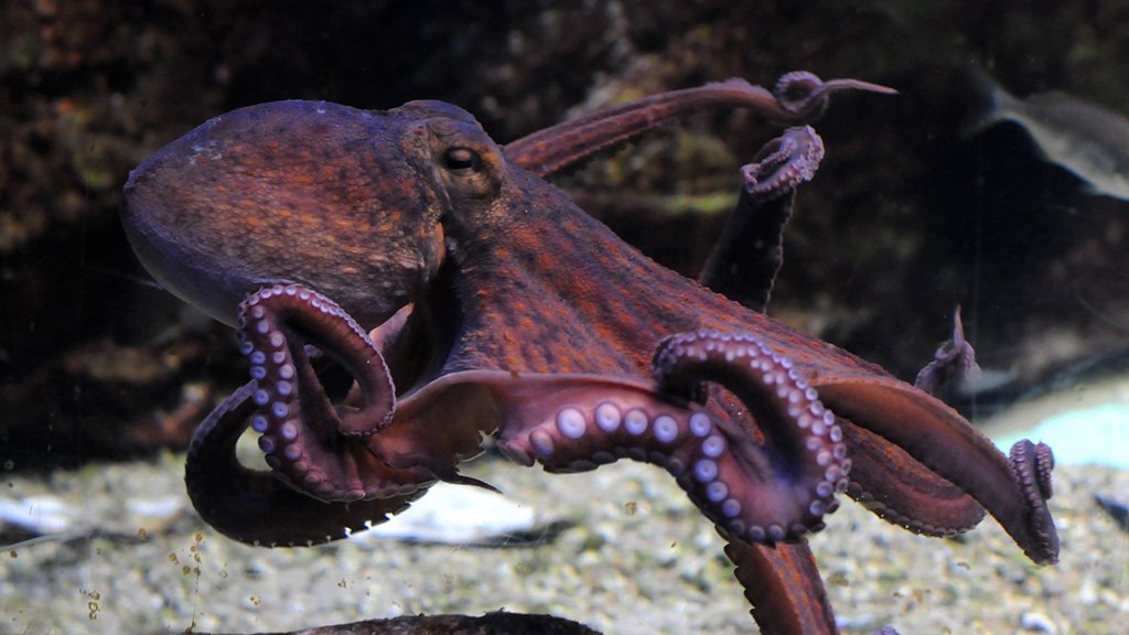 Octopuses Build a 'City' of Shells | NOVA | PBS