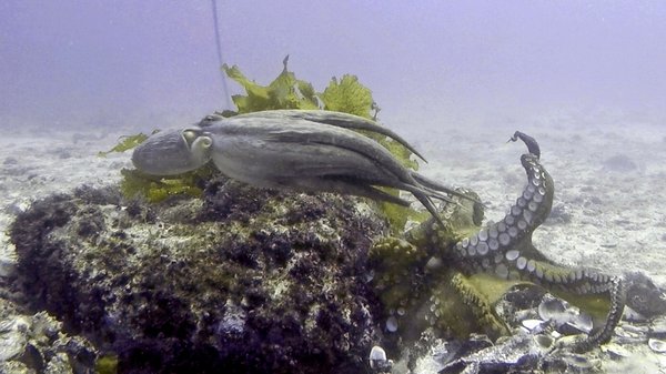 Octopuses Build a 'City' of Shells | NOVA | PBS