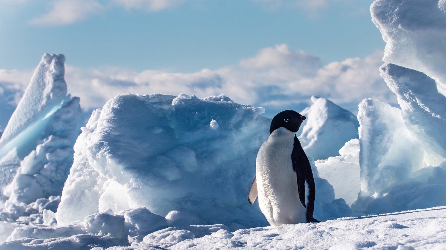 Polar Extremes | NOVA | PBS