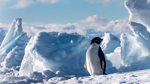 Polar Extremes | NOVA | PBS