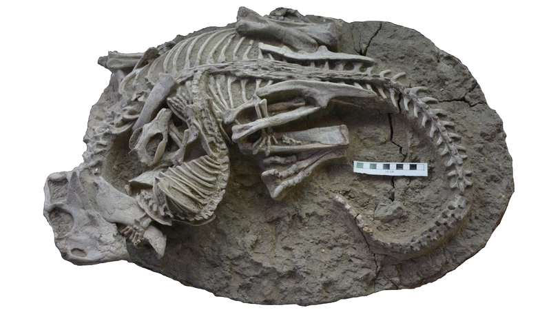 How Birds Survived the Dinosaur Apocalypse | NOVA | PBS