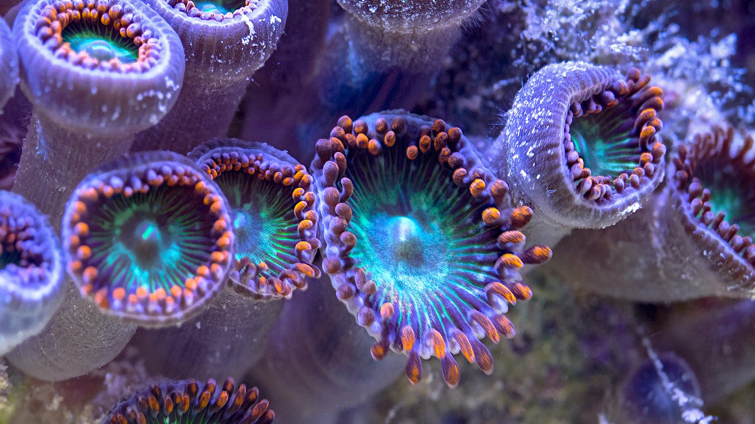 Reef Rescue | NOVA | PBS