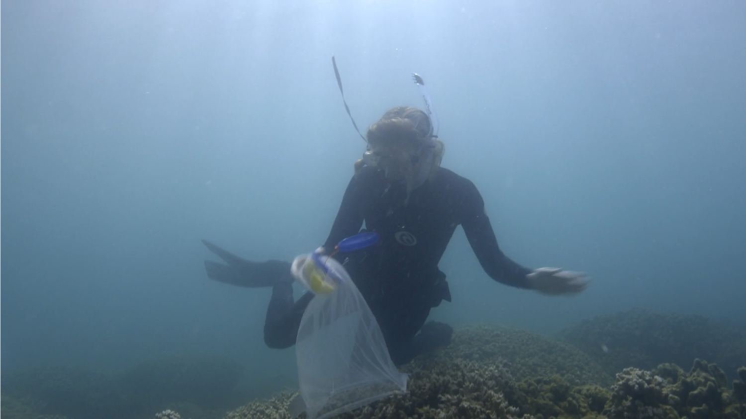 Reef Rescue | NOVA | PBS