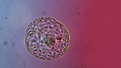 Scientists Genetically Modify Human Embryos | NOVA | PBS