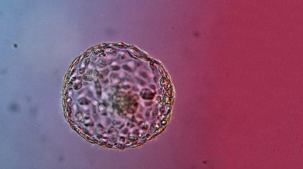 Scientists Genetically Modify Human Embryos | NOVA | PBS