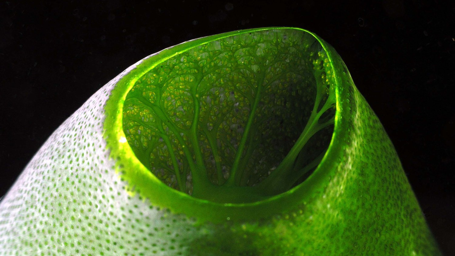 Why light pollution is a solvable environmental crisis | NOVA | PBS