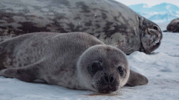 Polar Extremes | NOVA | PBS