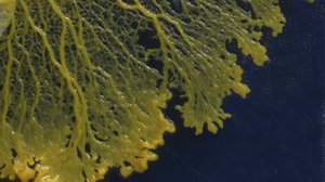 Eight smart things slime molds can do without a brain | NOVA | PBS