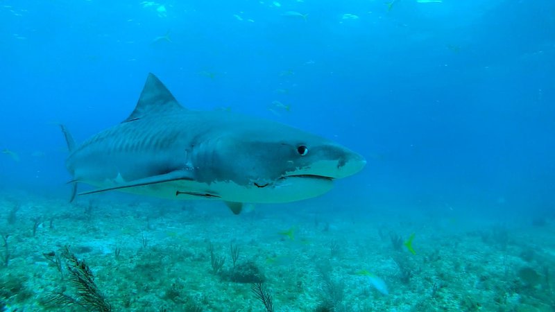 Hunting the Elements | NOVA | PBS