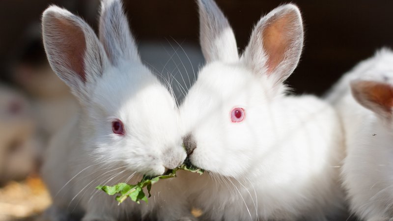Rabbit study hints at the origins of the female orgasm | NOVA | PBS