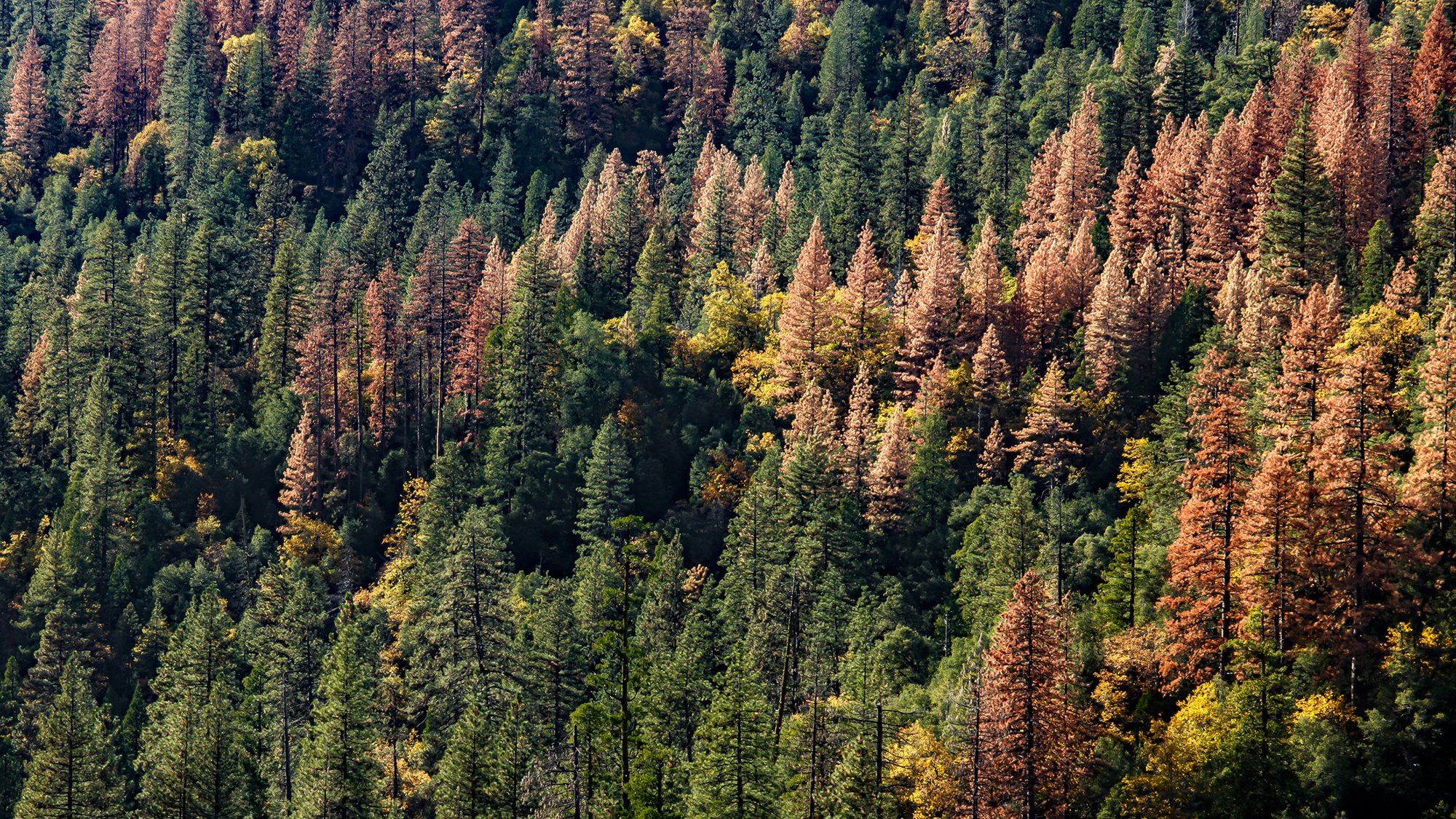 Scientists may now be able to predict forest die-off up to 19 months in ...