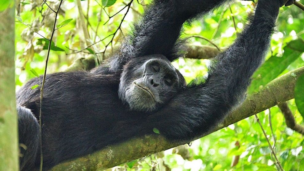 Wild Chimp Winos May Explain Why We Love Booze | NOVA | PBS