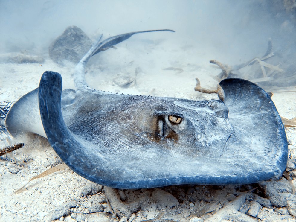 I Got Stung By A Stingray And All I Got Was This Deeper Understanding I Got Stung By A Stingray And All I Got Was This Deeper Understanding