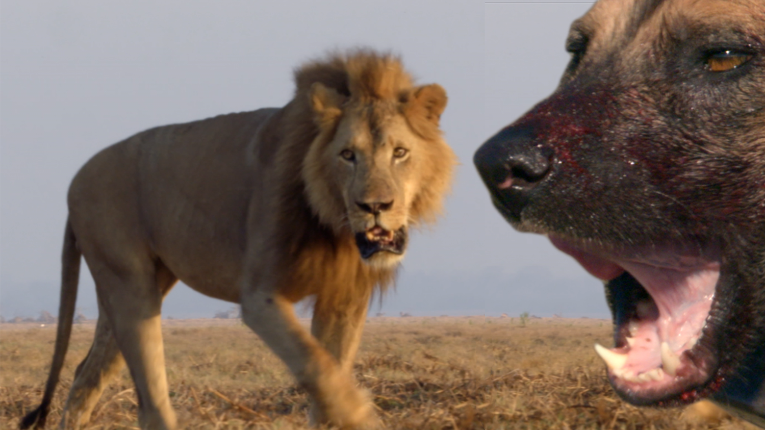 8 wild nature documentaries to watch now on NOVA | NOVA | PBS