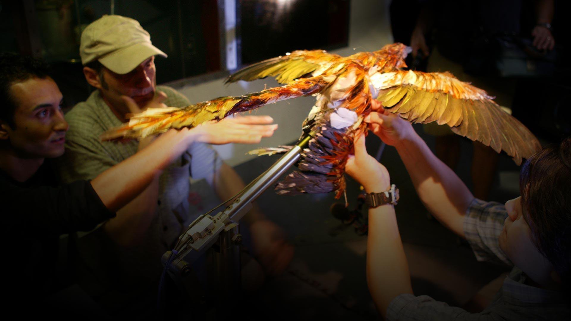 The Four-Winged Dinosaur | NOVA | PBS