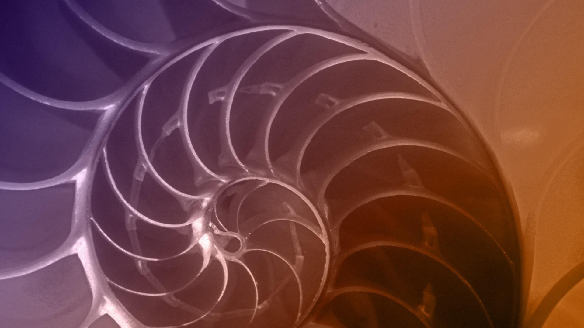 The Origami Revolution | NOVA | PBS