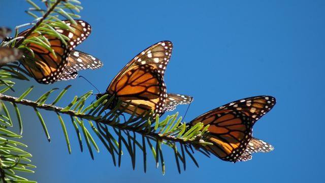 These Super Rare Butterflies Thrive on Army Bases. The U.S. Military is ...