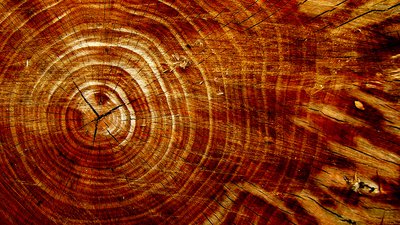 Evidence of ancient solar storms in tree rings could pinpoint major ...