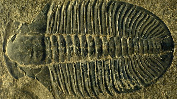 Meet Cambroraster falcatus , the sediment-sifting ‘Roomba’ of the ...