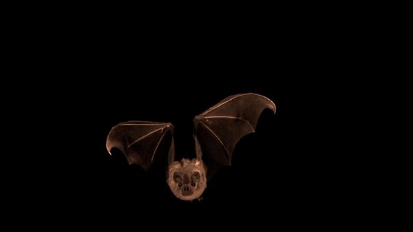 Bat Superpowers | NOVA | PBS