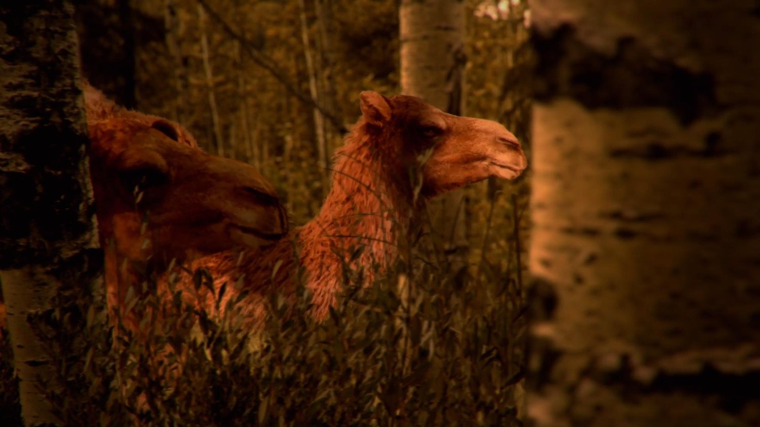 Hunt for the Oldest DNA | NOVA | PBS