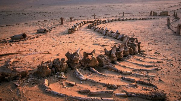 Easter Island Origins | NOVA | PBS