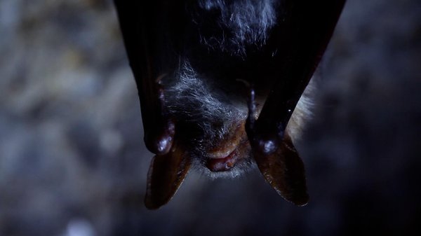 Bat Superpowers | NOVA | PBS
