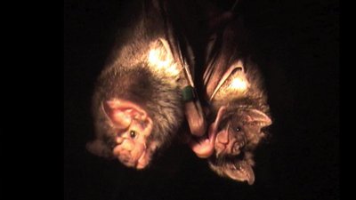 Bat Superpowers | NOVA | PBS