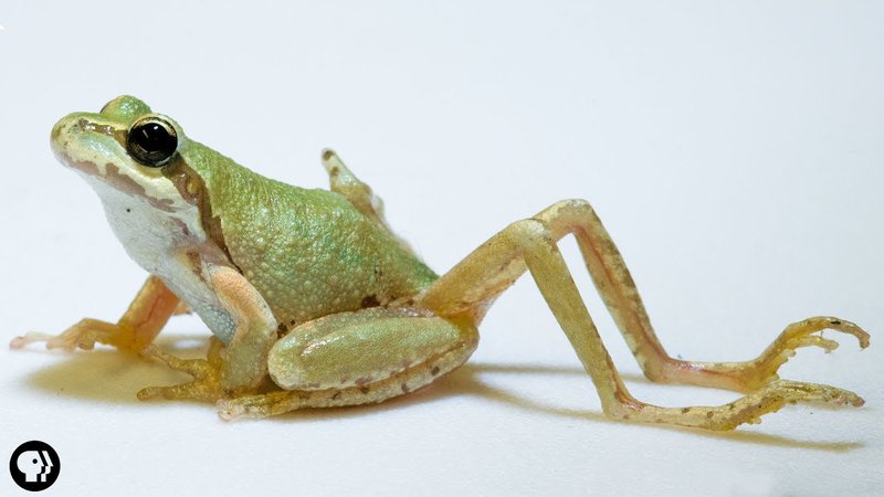 Progesterone Device Helps Frogs Regenerate Lost Limbs | NOVA | PBS ...