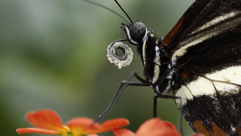 Butterfly Blueprints | NOVA | PBS