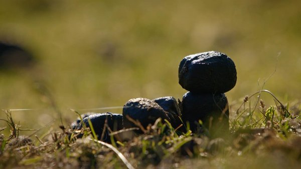 Nature | Articles, Videos, & Interactives | NOVA | PBS