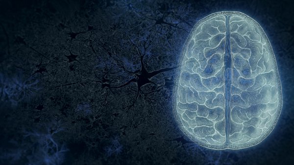 Your Brain | NOVA | PBS