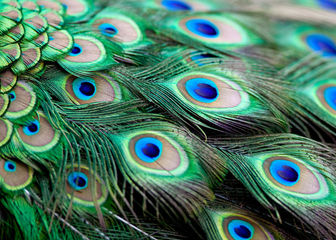 Ten Great Advances in Evolution | NOVA | PBS