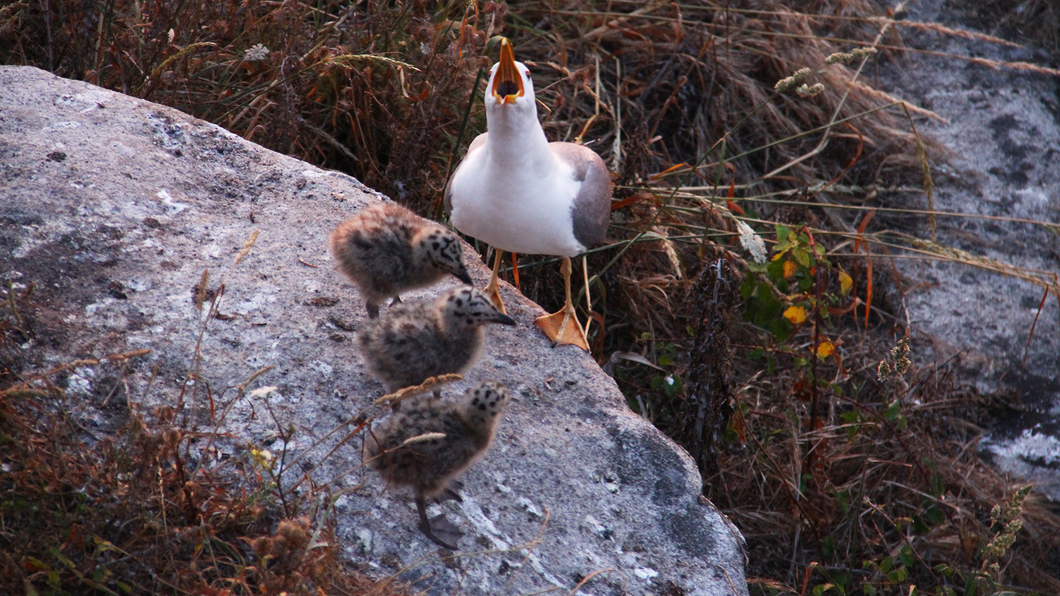 Quivering bird eggs prep each other for predators before they hatch ...