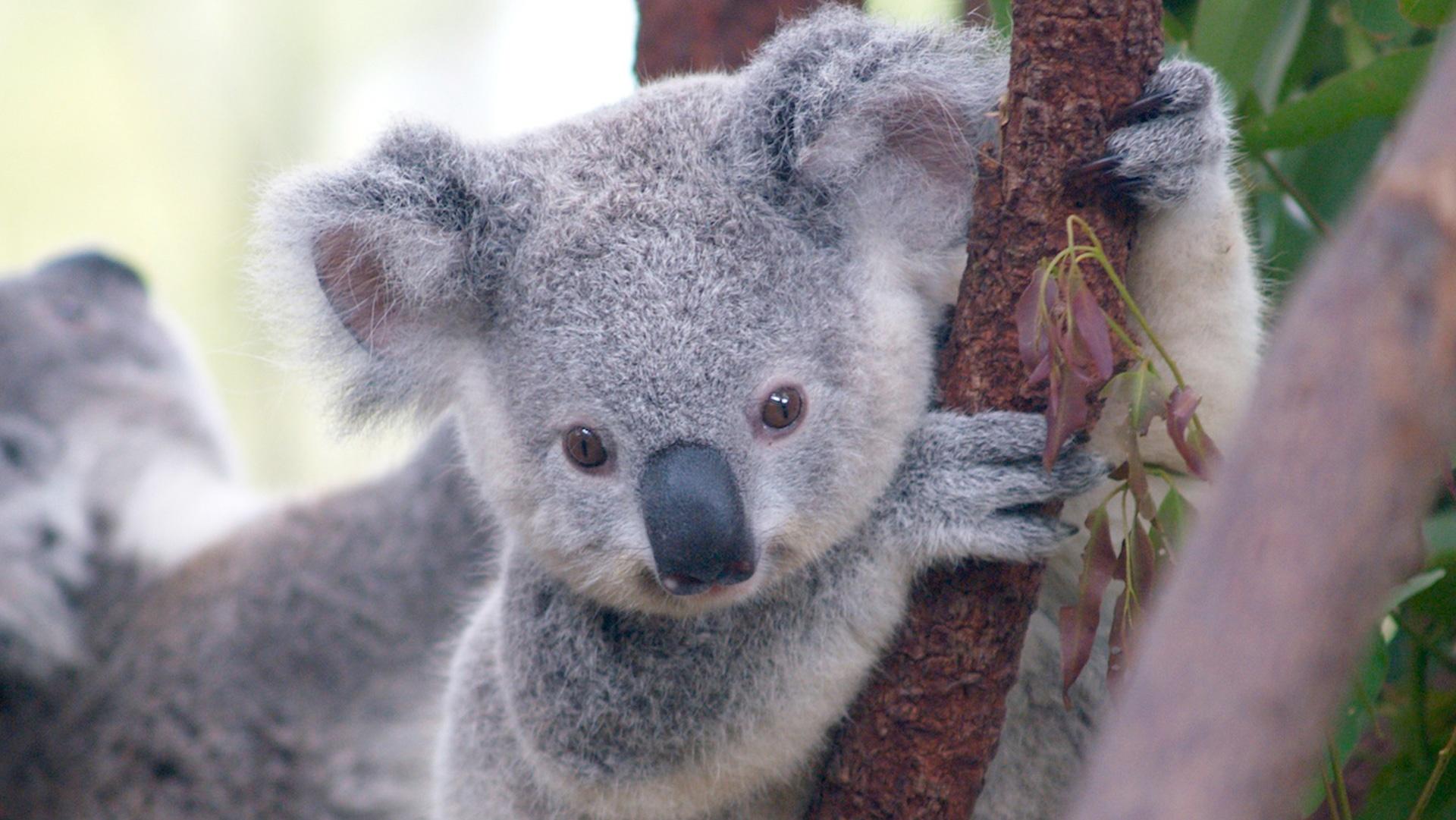 5 Gross Facts About Koalas | NOVA | PBS