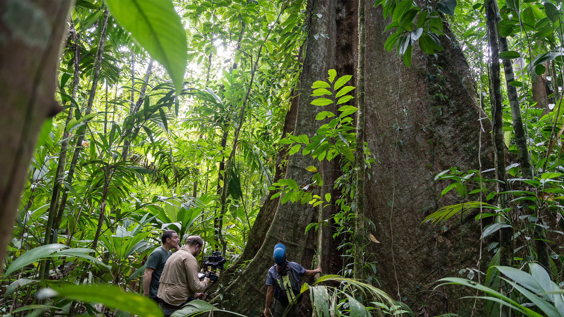 Secrets of the Forest | NOVA | PBS