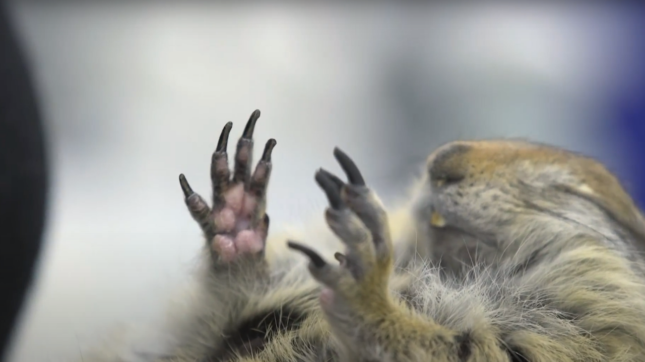 Meet the Arctic Ground Squirrel | NOVA | PBS
