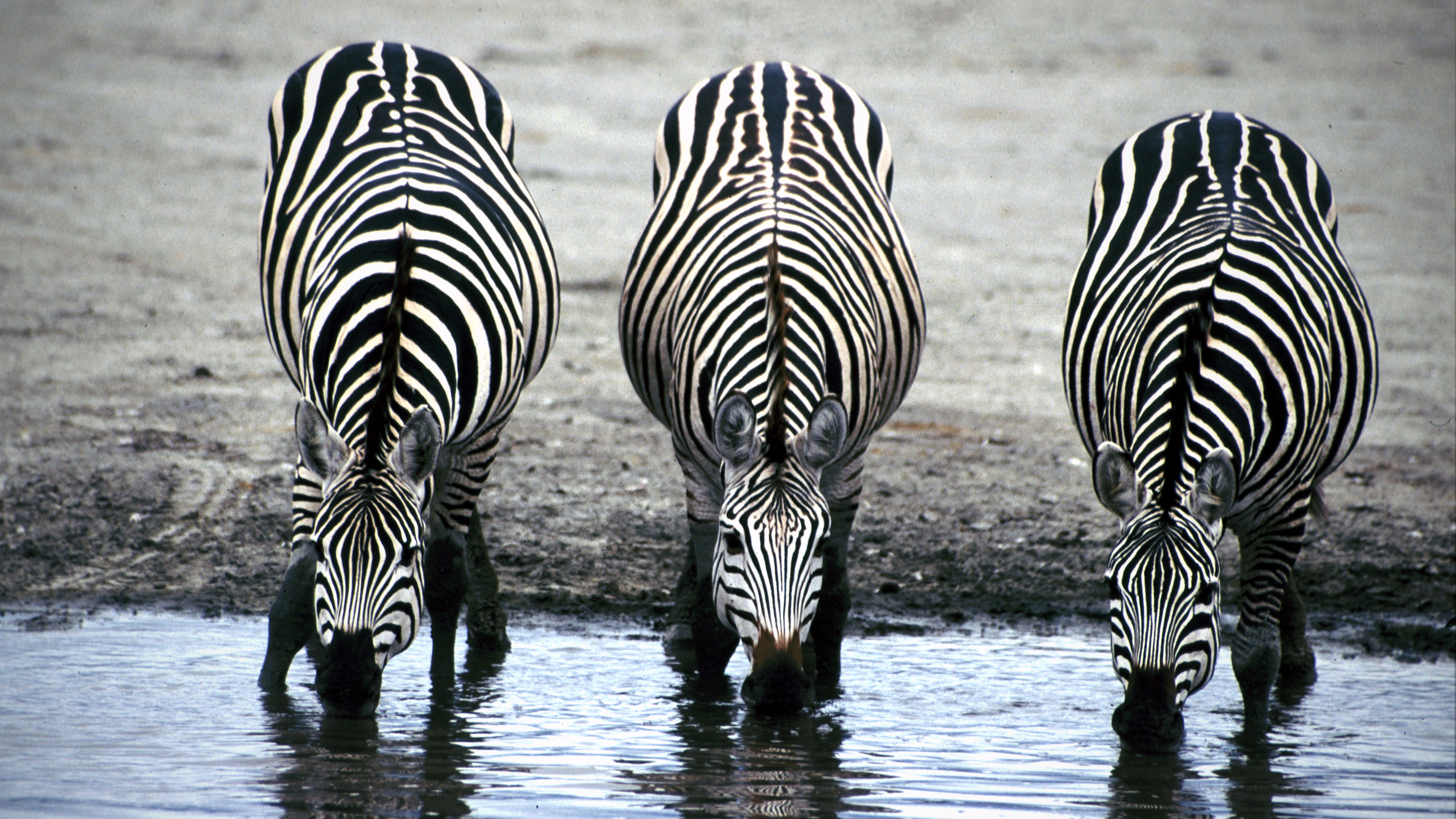 When Keeping Flies at Bay, Zebras Can Thank Their Lucky Stripes | NOVA ...