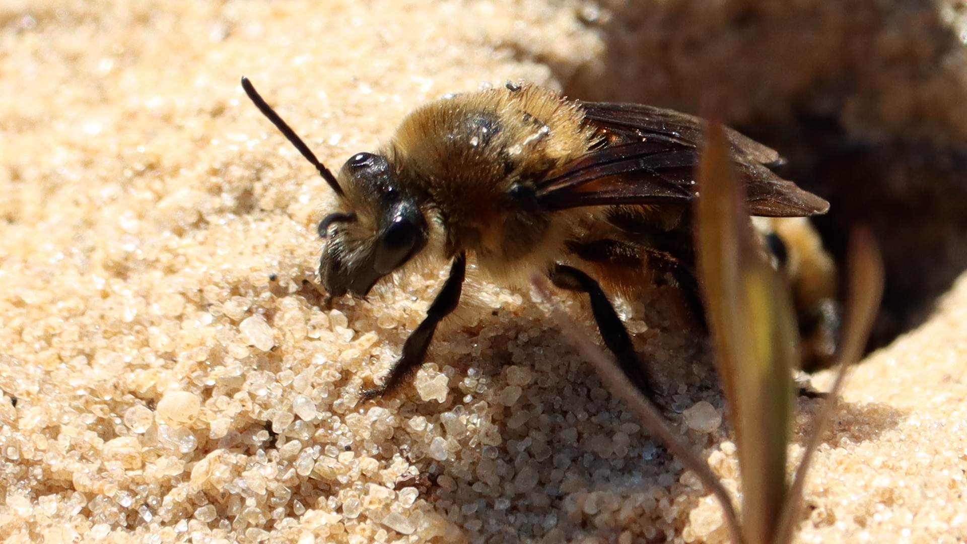 Finding the Rare Sandhills Cellophane Bee – With Data | NOVA | PBS