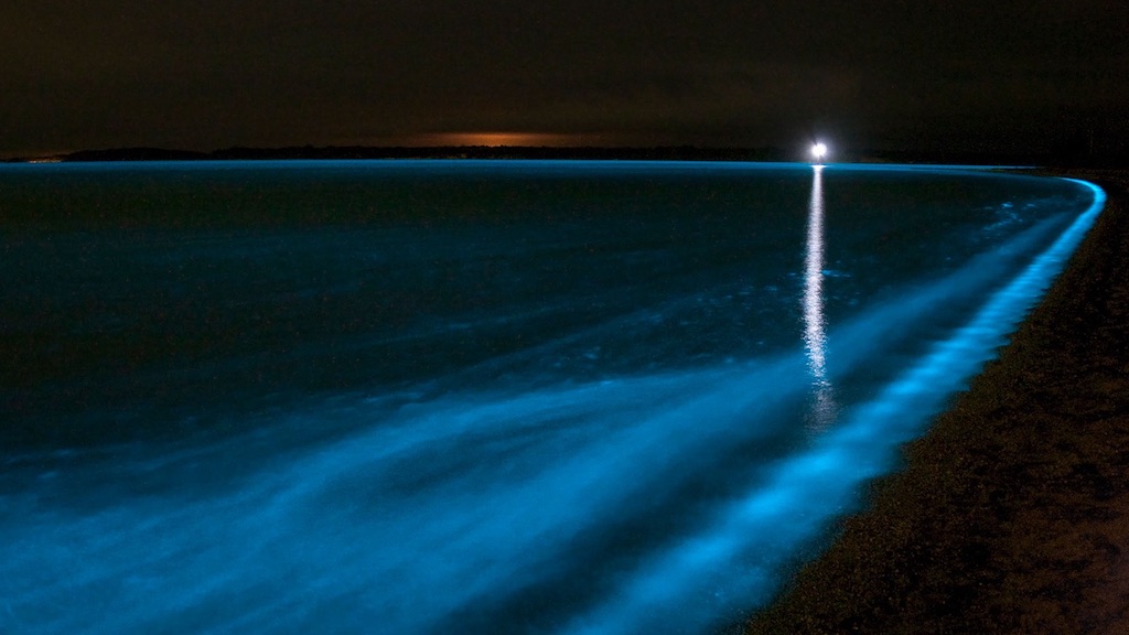 Las Bahias Bioluminiscentes son una Luz para la Resiliencia de Puerto ...