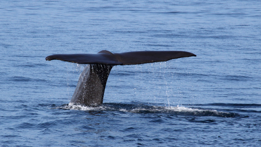 Whales are getting even bigger | NOVA | PBS